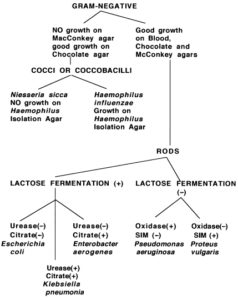 Gram negative bacteria in microbiology examples, list, and structure