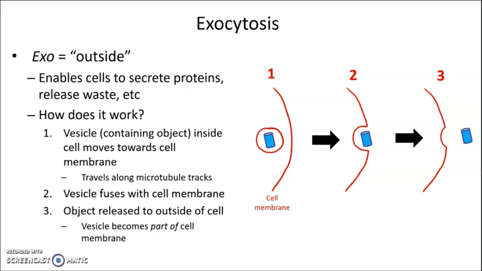 What is exocytosis in a cell? examples, process, and function