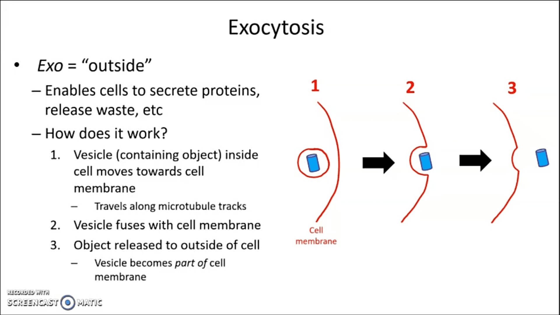 What is exocytosis in a cell? examples, process, and function