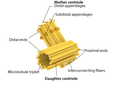 Is The Centriole In Plant And Animal Cells - Capps Somay1959