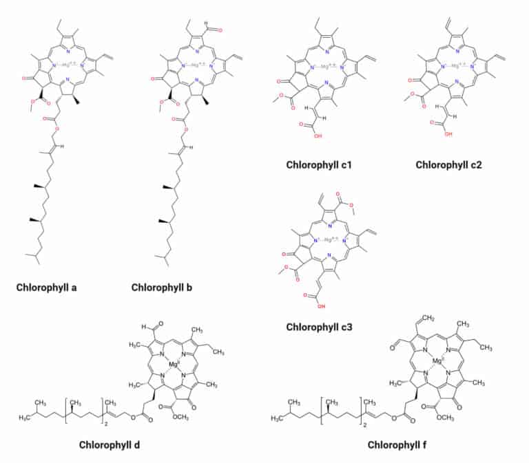 What is chlorophyll in plants cells? Functions and Structure