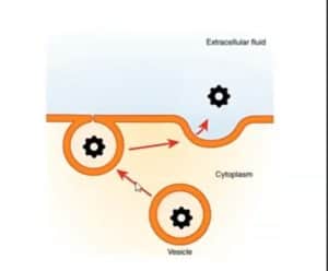What is exocytosis in a cell? examples, process, and function