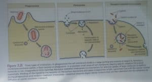 What is endocytosis in a cell? examples, types, and steps - Jotscroll
