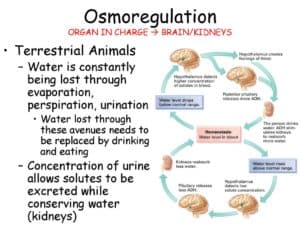 Osmoregulation in a cell definition and examples in biology